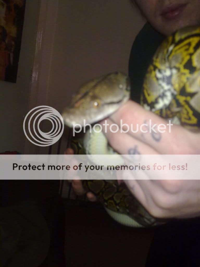 The Reticulated Python Thread | Page 27 | Reptile Forums