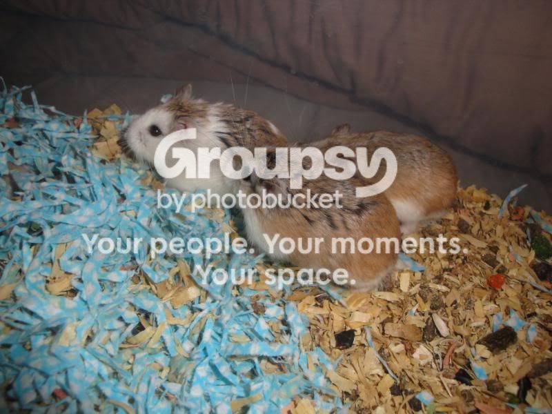 Mönster (mottled robo) - babies born 23rd Jan 2011 - Hamster Central